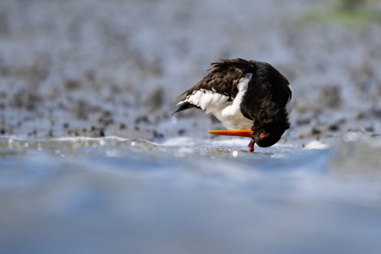 Opvallers Roots Foto van de Maand oktober 2024