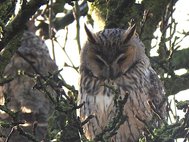 Roots Magazine - Beleef de natuur