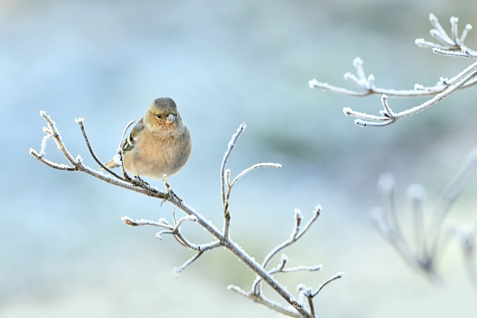 Dit waren de populairste natuurfoto-series van 2024 - Roots magazine