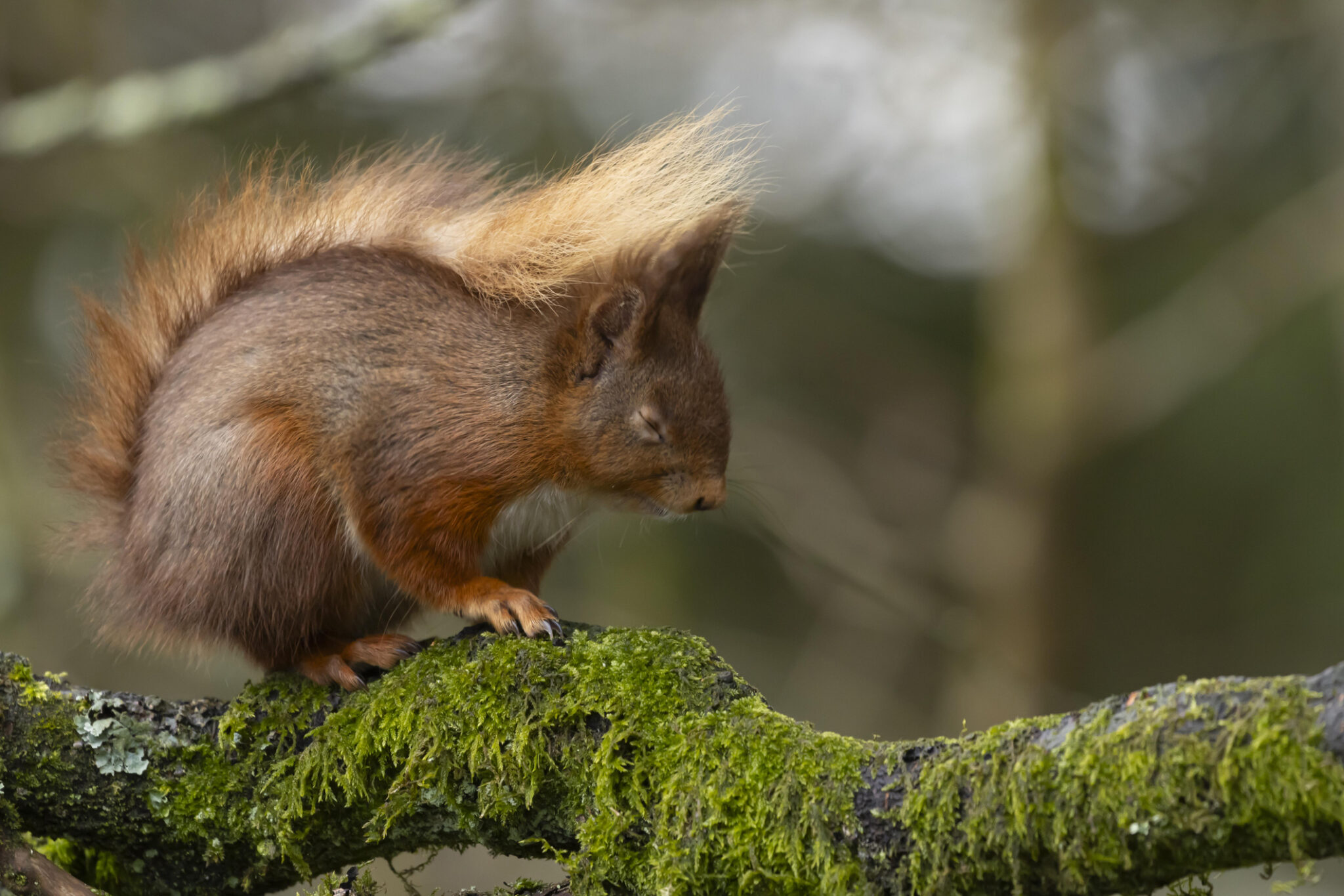 Winterslaap of winterrust bij dieren, zo zit dat
